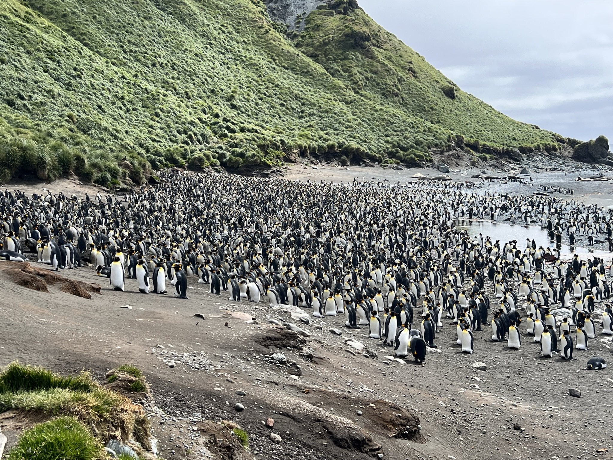 Journey to the Edge of the World: Our Sub-Antarctic Islands Expedition ...